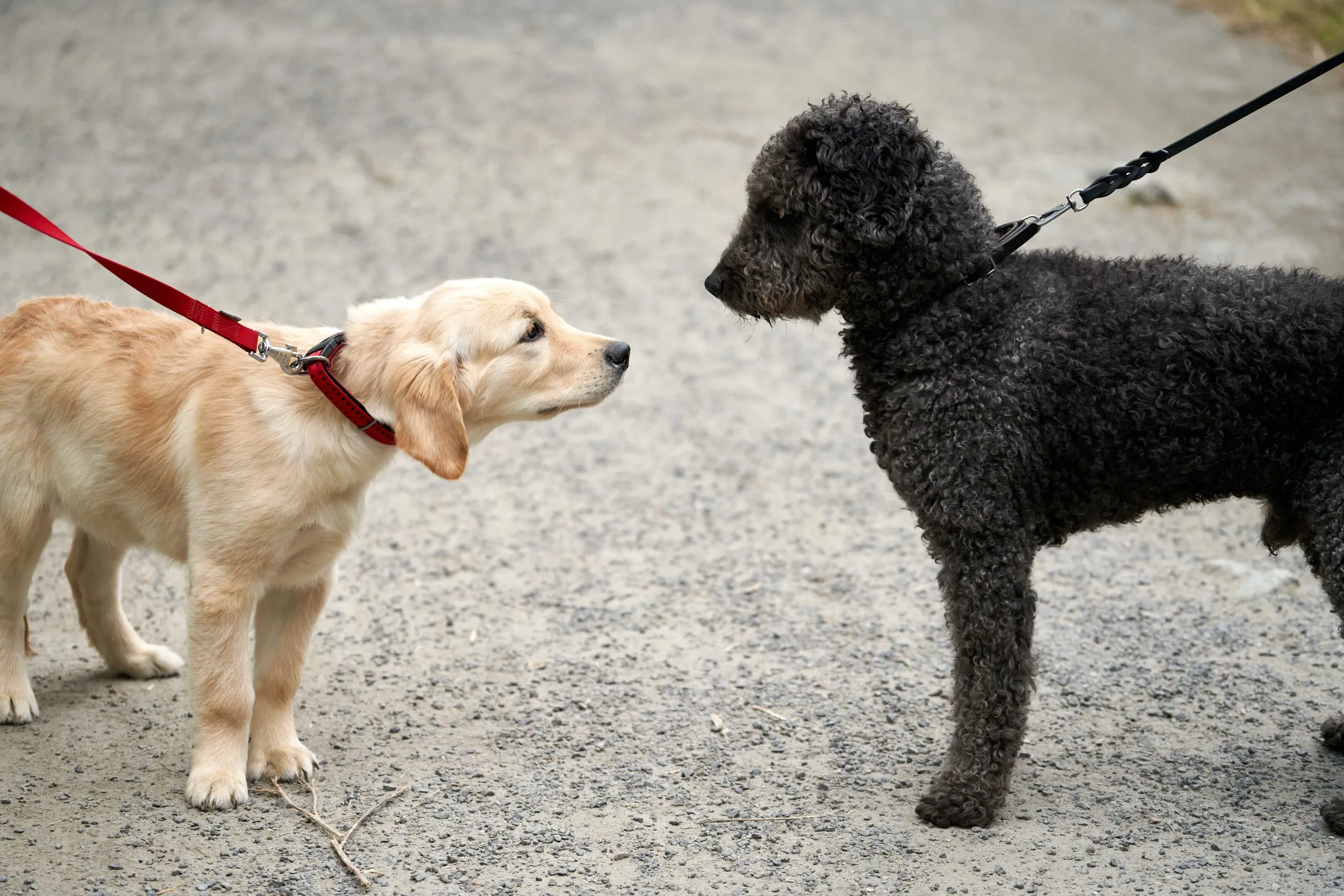Dog Grooming Lansing | Daycare & Training